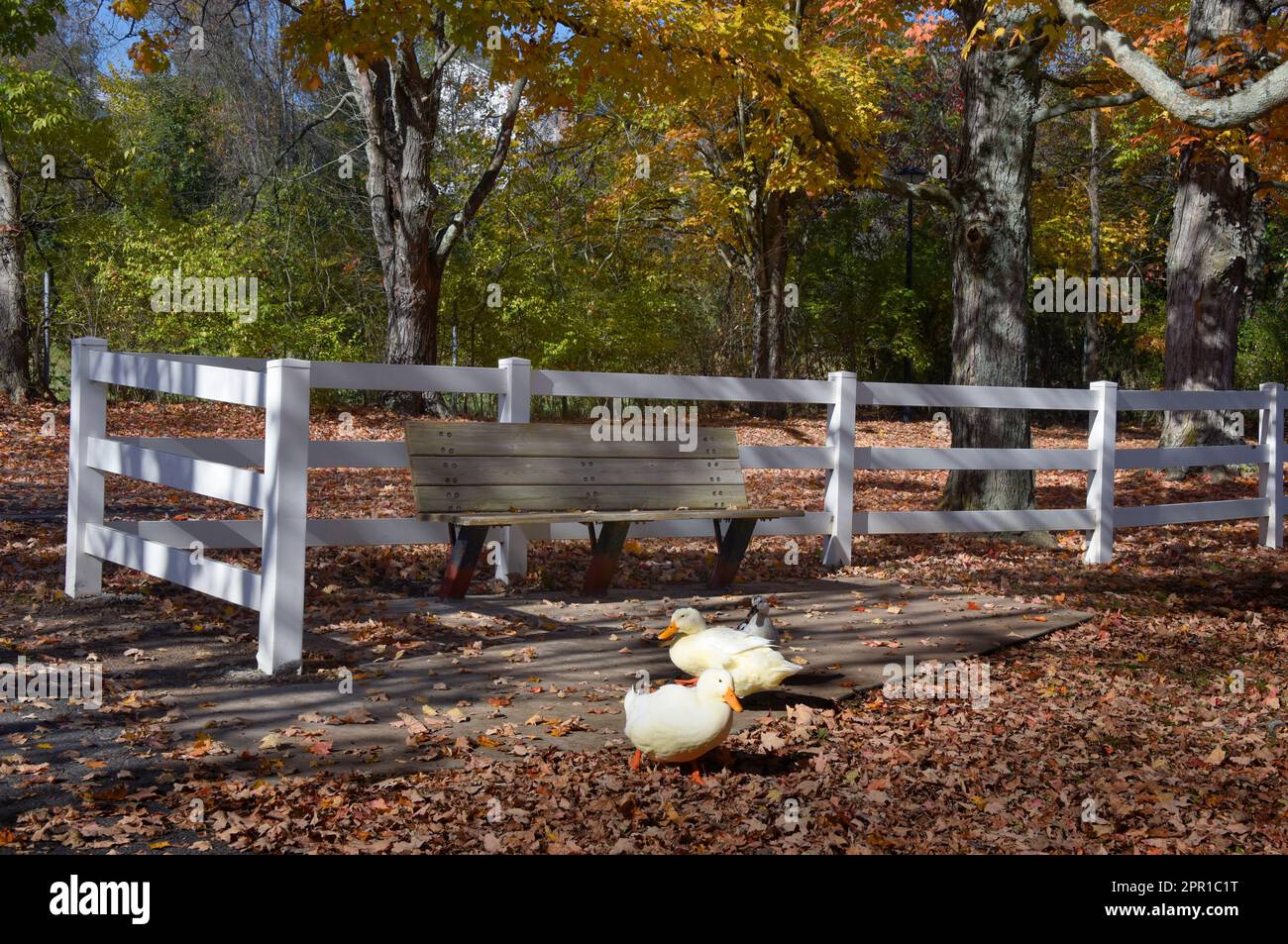 White fence and rustic bench sit in a secluded corner of park in ...
