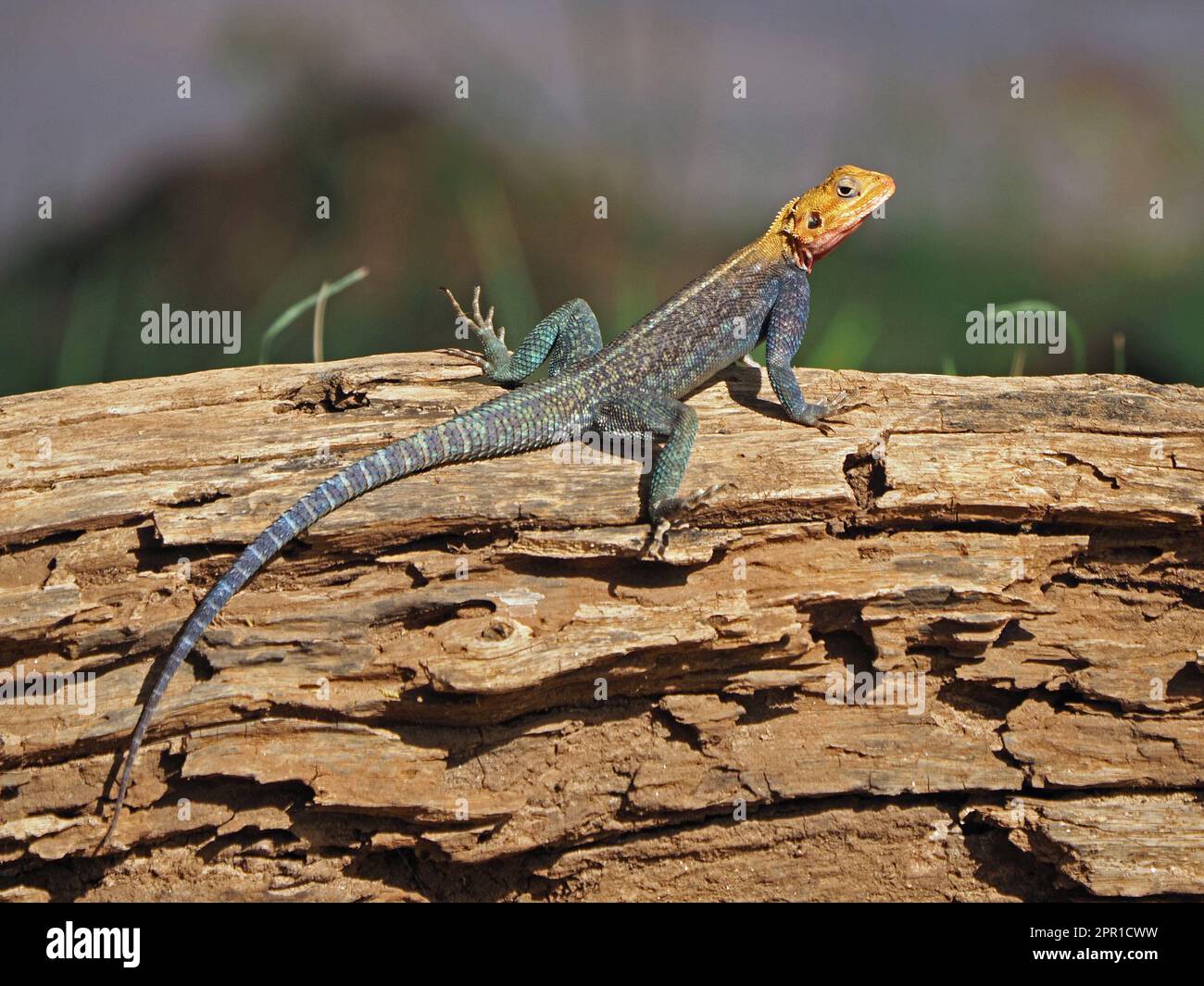 colourful male common agama, red-headed rock agama, or rainbow agama ...