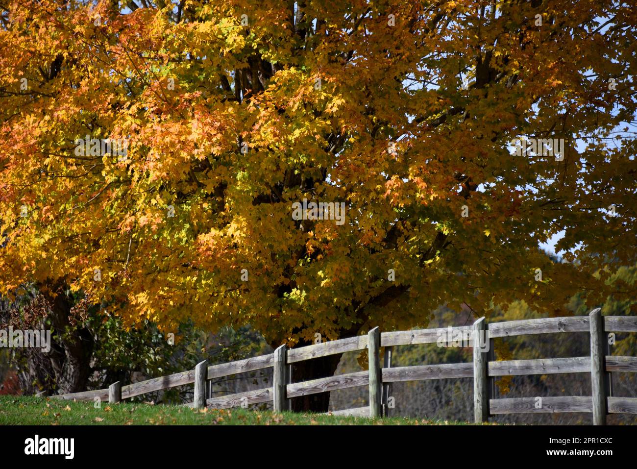 Rustic wooden fence runs uphill and fronts a brilliant yellow and ...