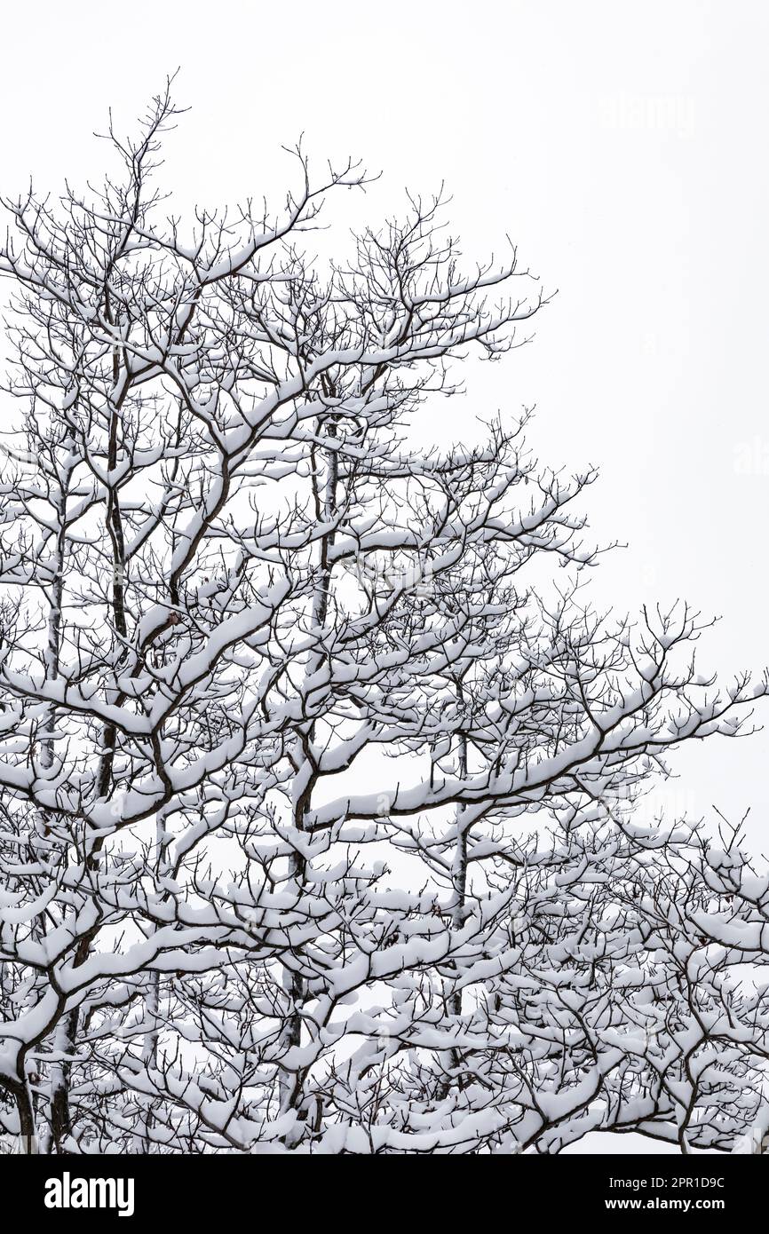 Snow-covered Sassafrass, Sassafras albidum, trees in Central Michigan ...