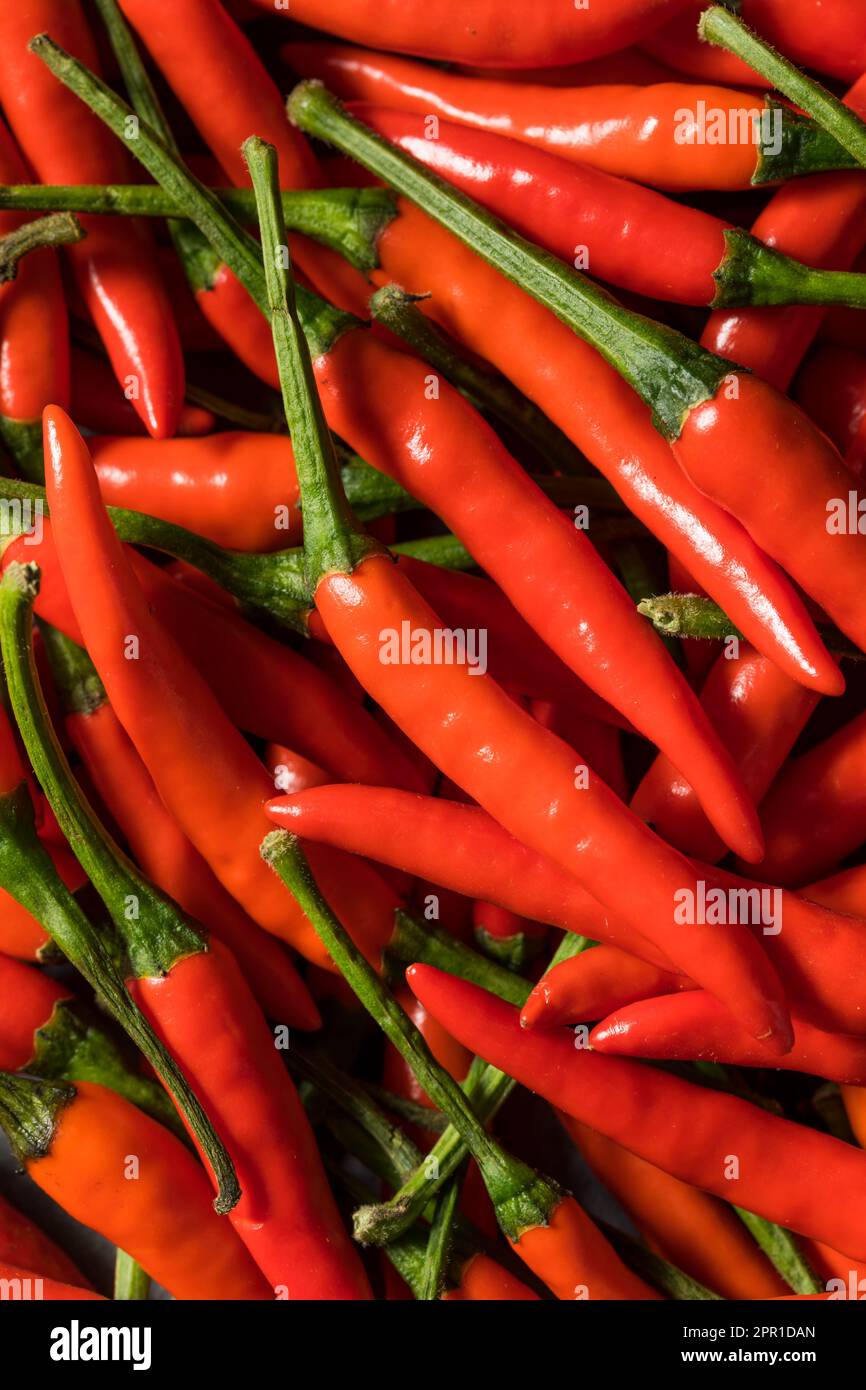 Spicy Organic Red Thai Birds Eye Chilli Peppers in a Bowl Stock Photo ...