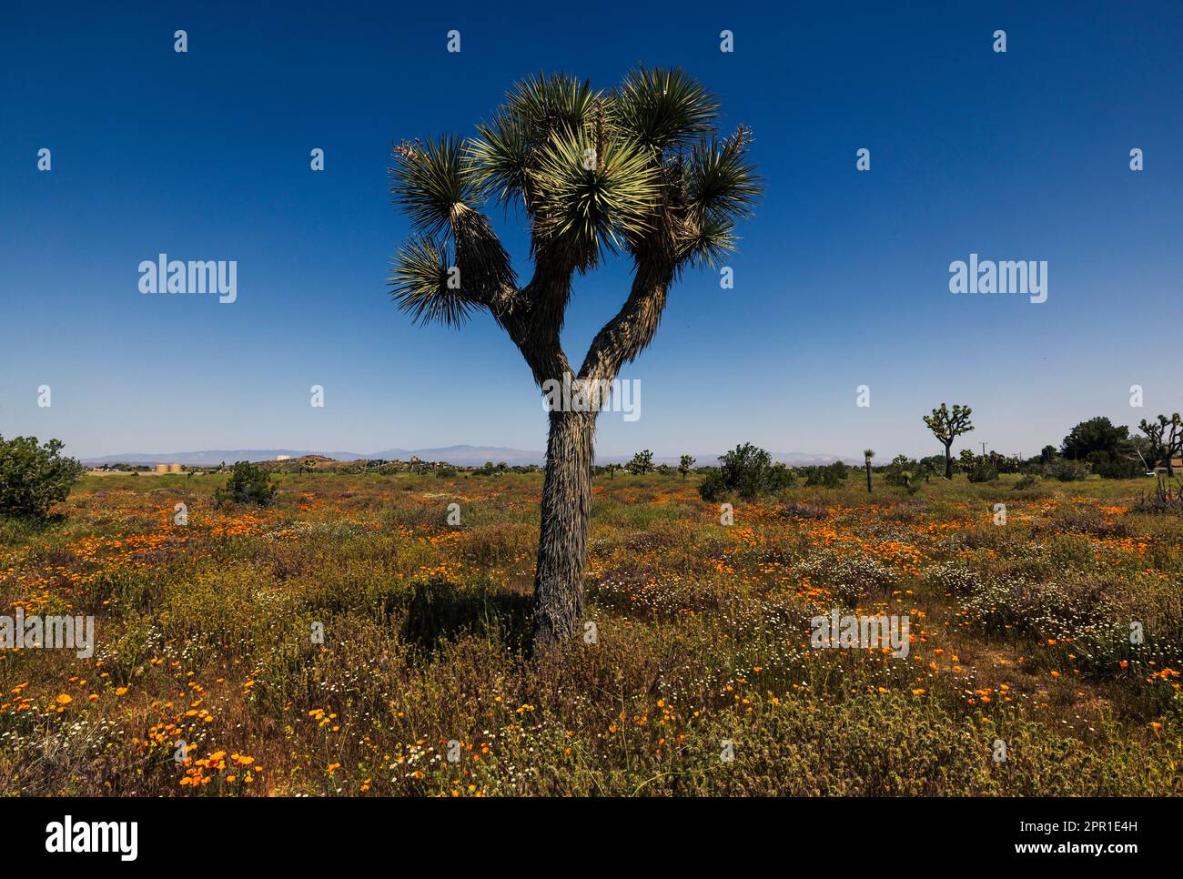 Lancaster, USA. 25th Apr, 2023. Wild California golden poppy fields ...