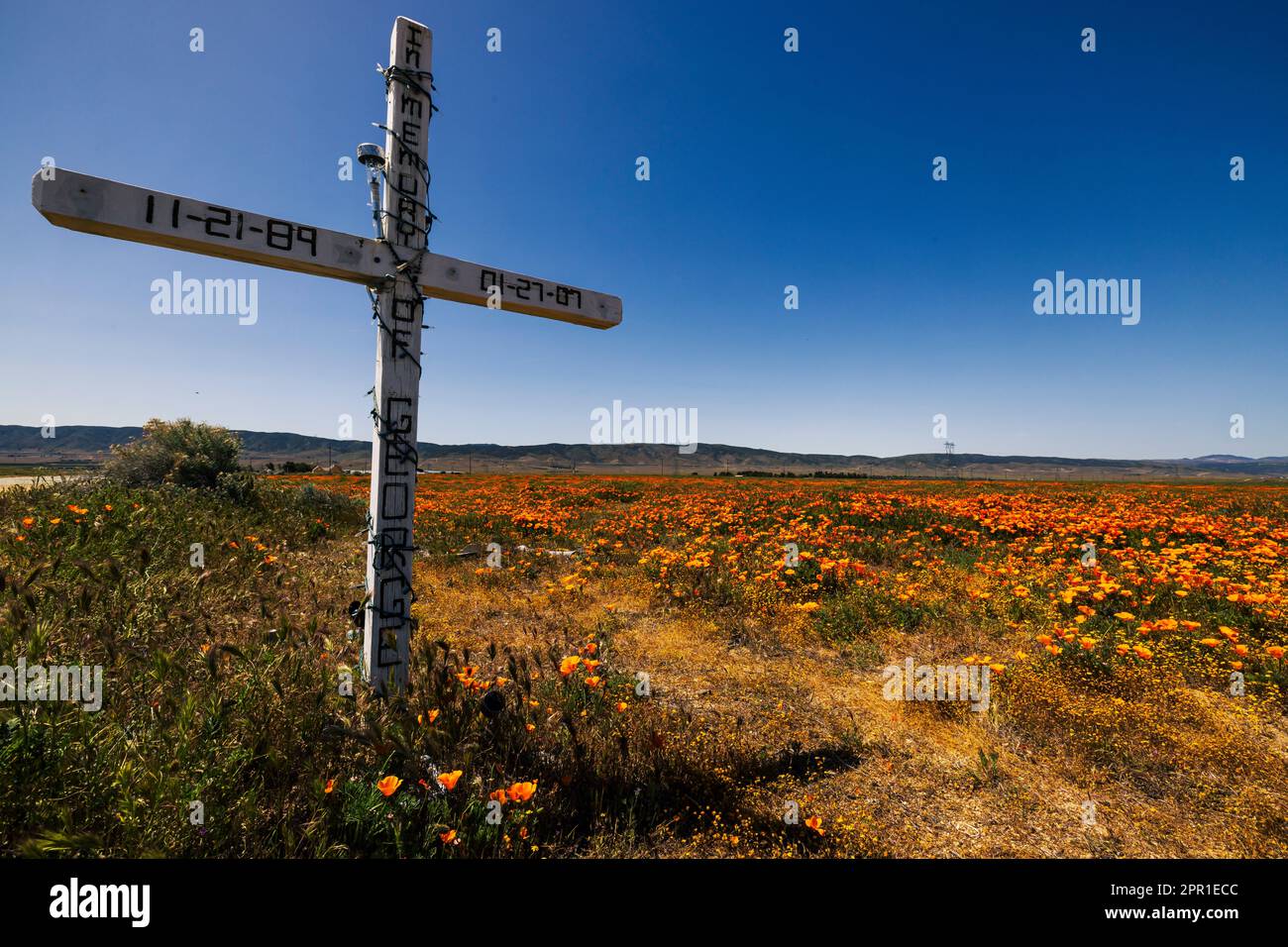 Lancaster, USA. 25th Apr, 2023. Wild California golden poppy fields ...