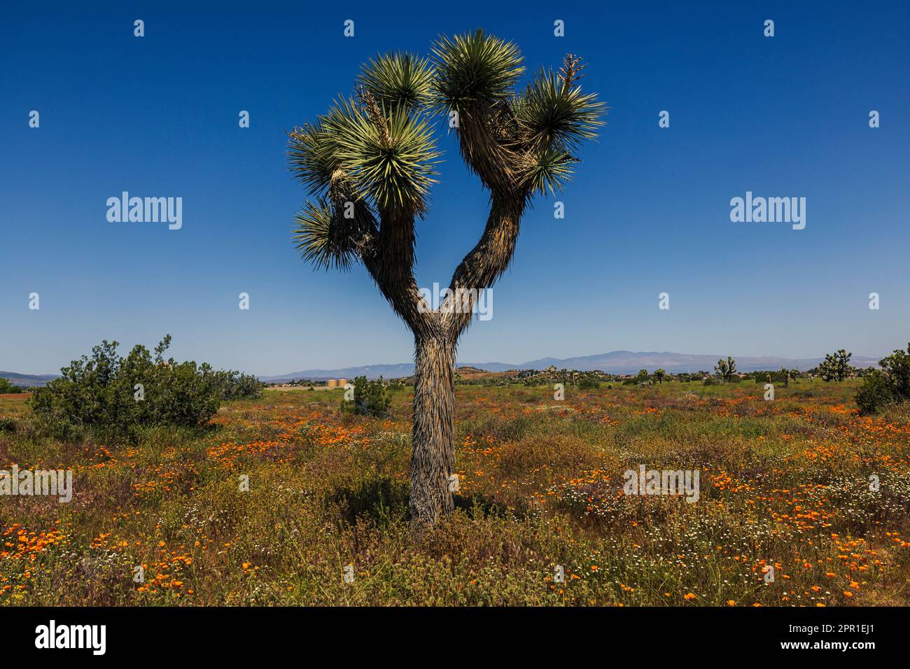 Lancaster, USA. 25th Apr, 2023. Wild California golden poppy fields ...