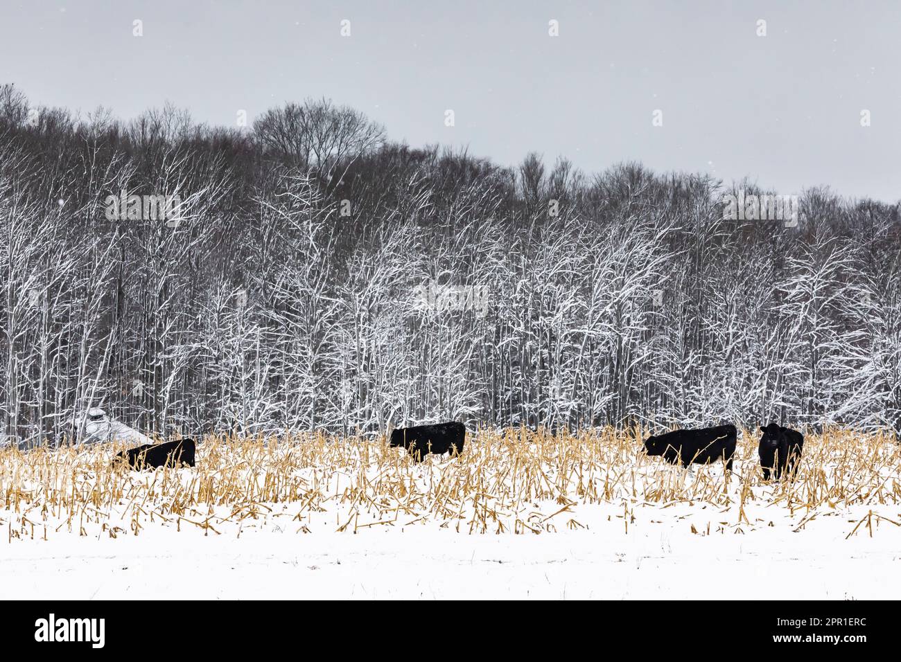 Cattle behavior in snow hi-res stock photography and images - Alamy