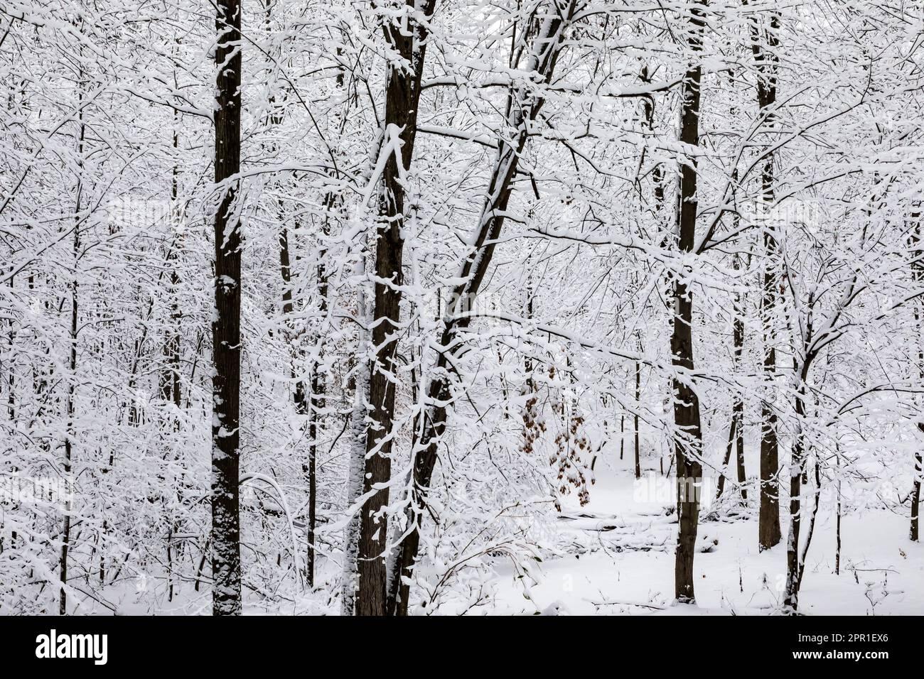 Snow-covered trees during a snowstorm in Central Michigan, USA Stock ...