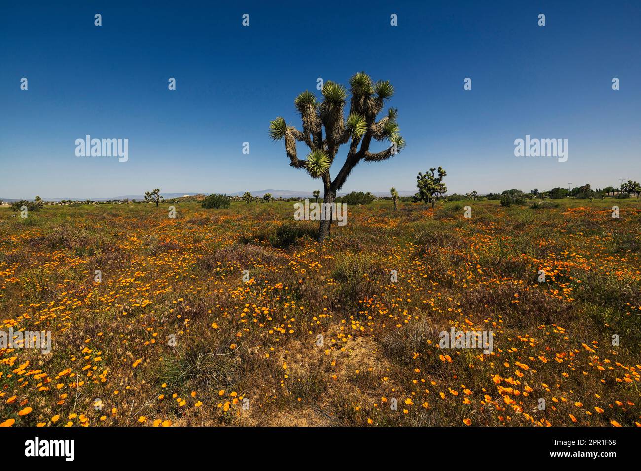 Lancaster, USA. 25th Apr, 2023. Wild California golden poppy fields ...