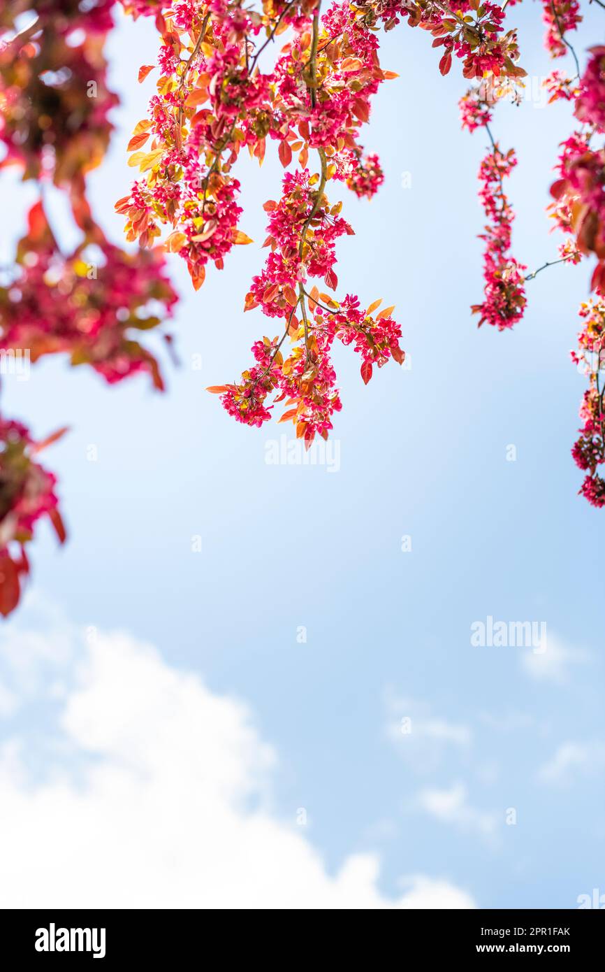Red soft focus leaves hi-res stock photography and images - Alamy