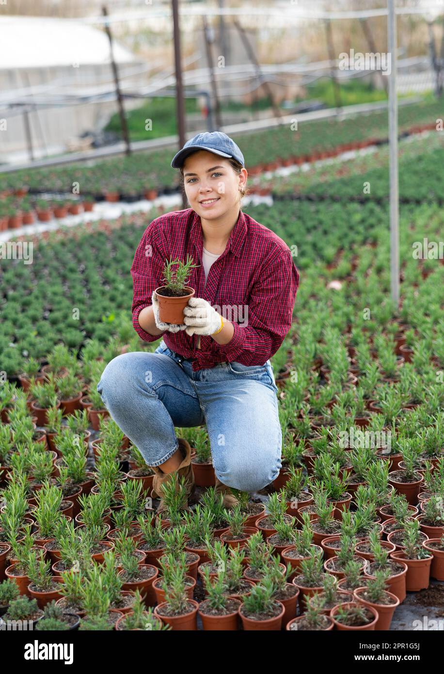 Woman holding rosemary leaves hi-res stock photography and images - Alamy