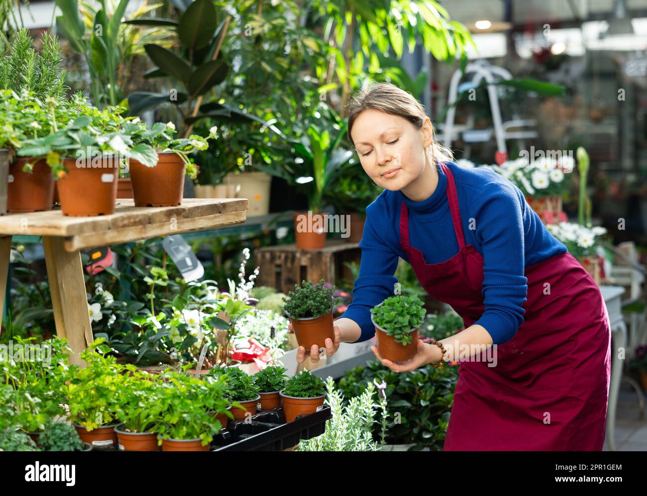 Florist woman worker swaps pots with spicy herbs Stock Photo - Alamy