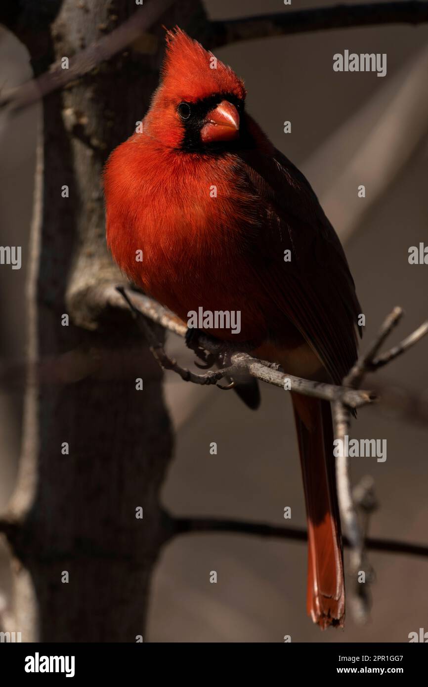 A male northern cardinal foraging for food. Cardinalis cardinalis Stock ...