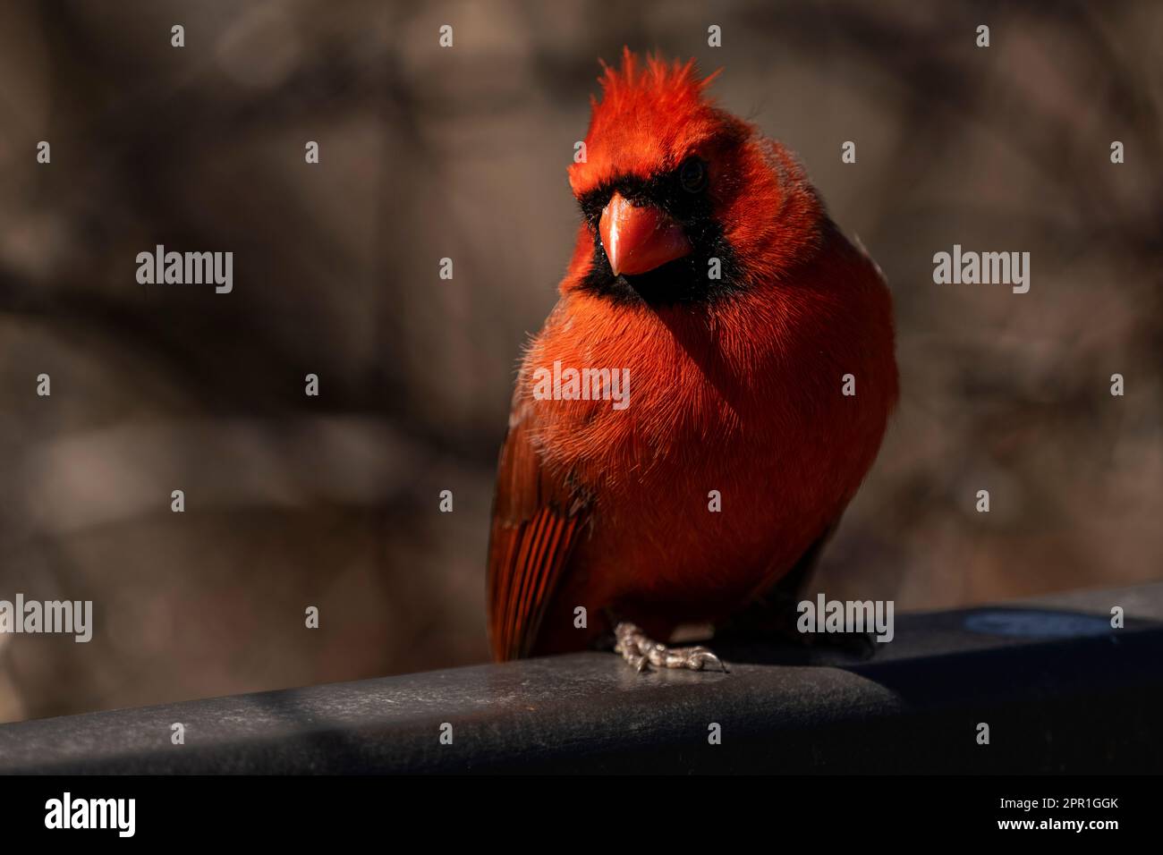 A male northern cardinal foraging for food. Cardinalis cardinalis Stock ...