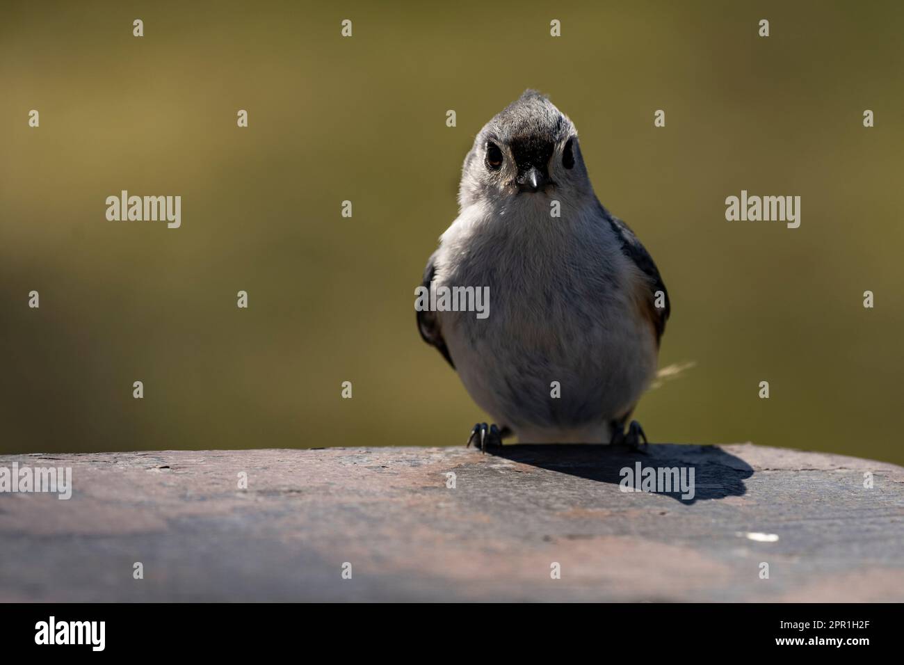 A tufted titmouse foraging for food on a picnic table. Baeolophus ...