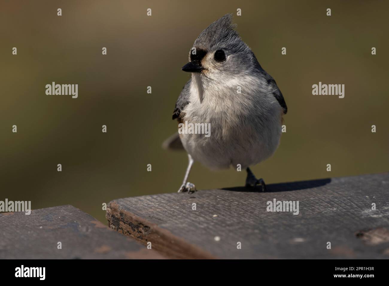 A tufted titmouse looking for food on a picnic table. Baeolophus ...