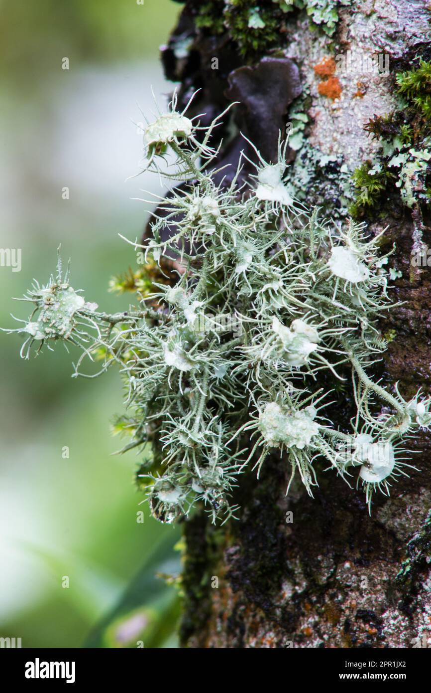 Usnea florida, lichen, tree, tree trunk Stock Photo - Alamy