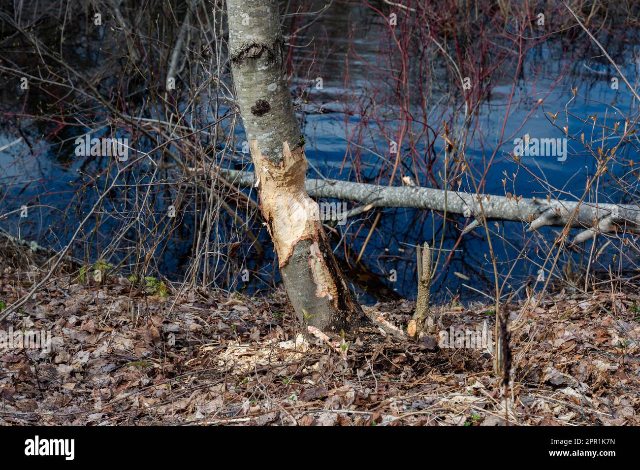 A red maple tree chewed by beavers on the banks of the Sacandaga River ...