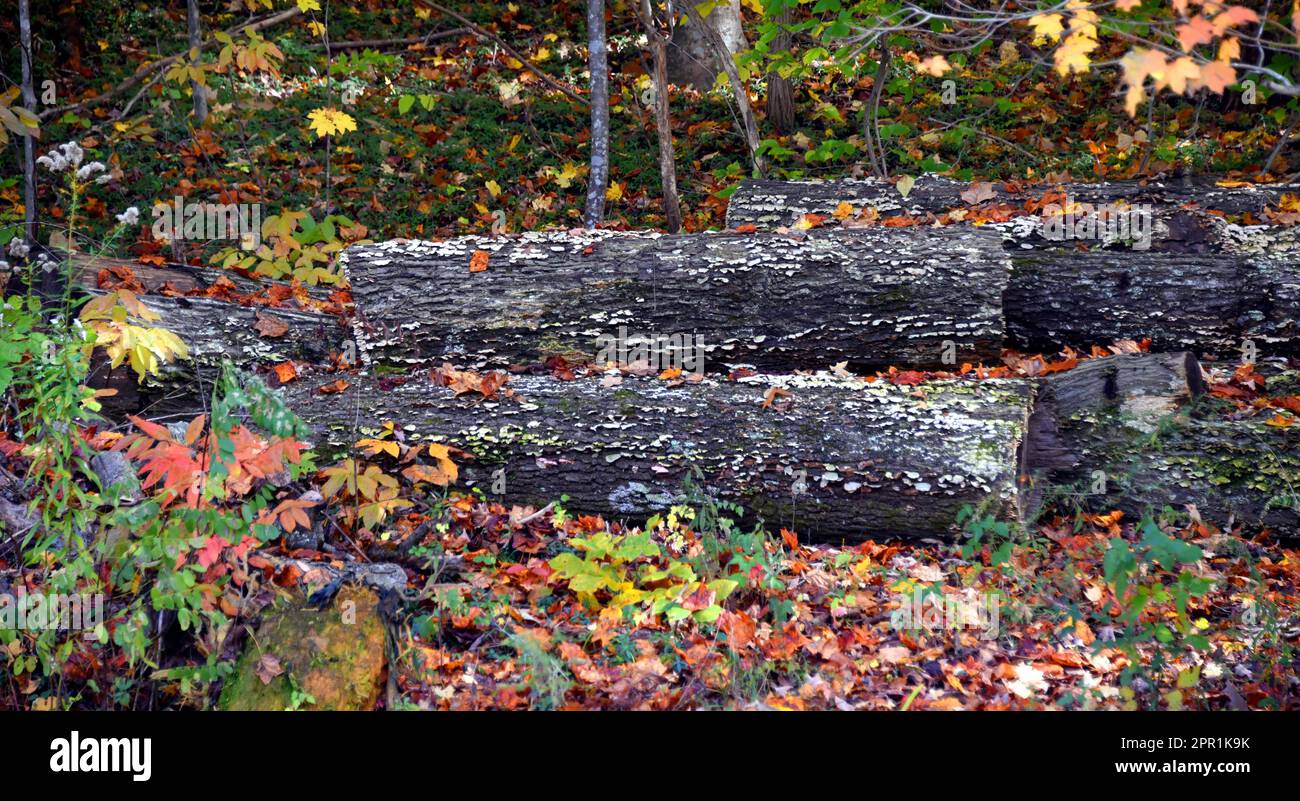 Old cut logs lay scattered and abandoned among Fall leaves in Tennessee ...