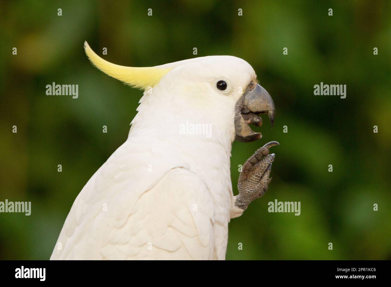 Close Up Showing the Head and Face of a Cockatoo Stock Photo - Alamy