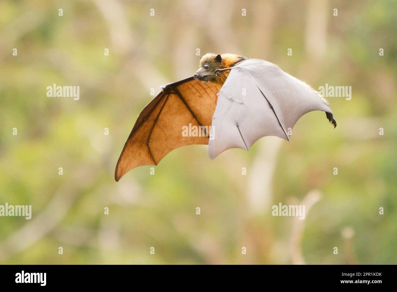 Small flying fox hi-res stock photography and images - Alamy