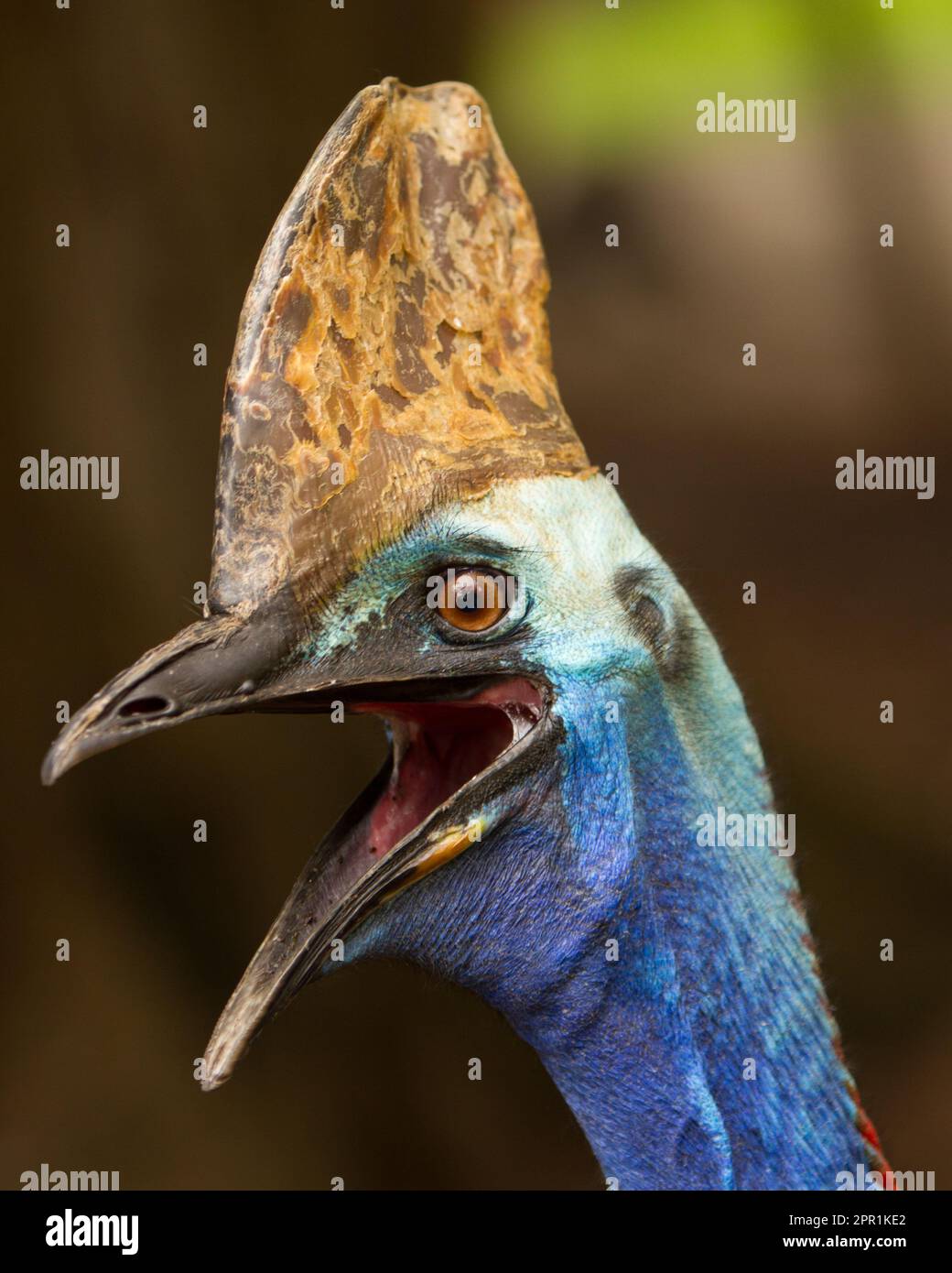 Cassowary eye hi-res stock photography and images - Alamy
