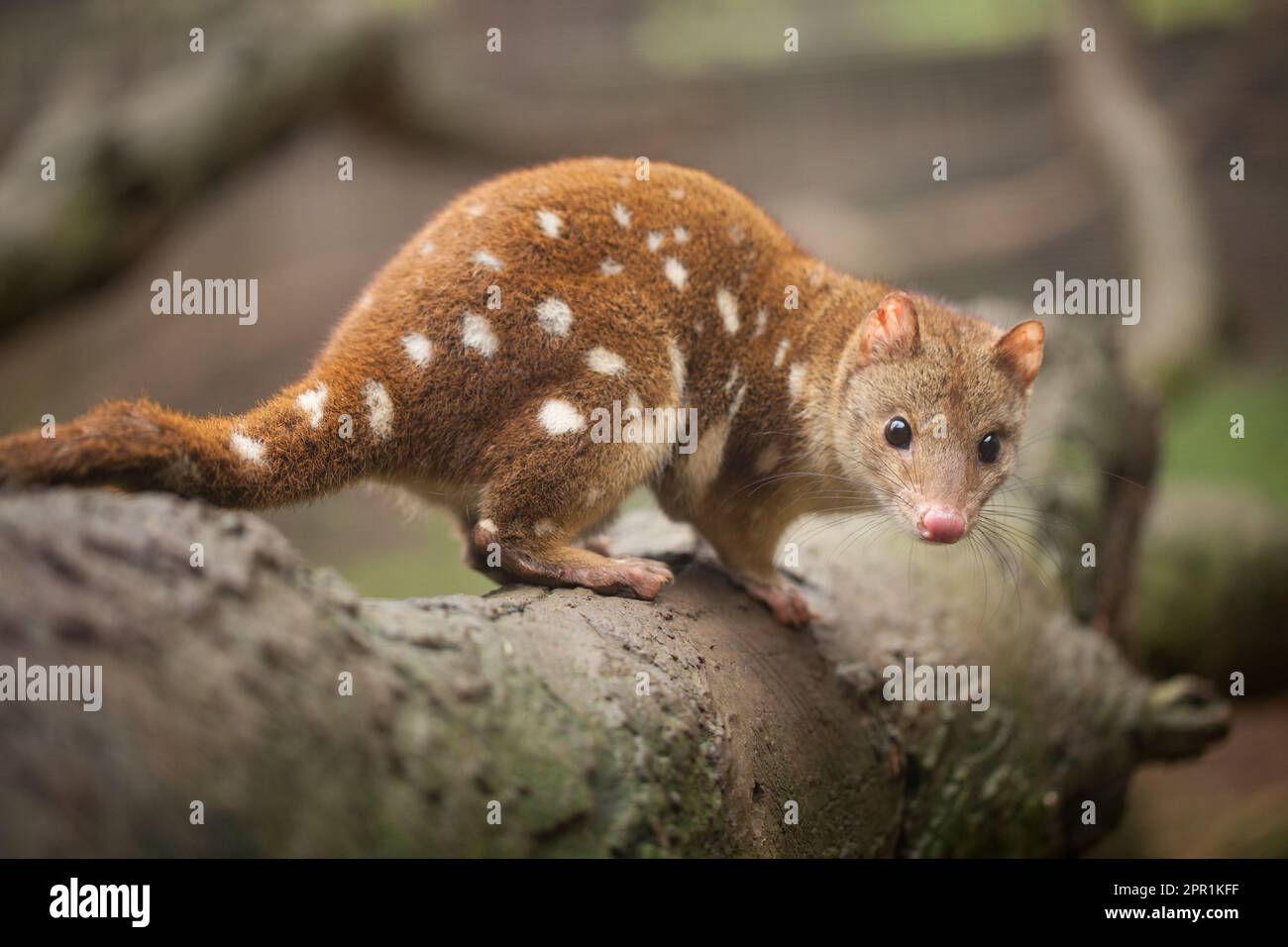 Tiger quoll australia hi-res stock photography and images - Alamy