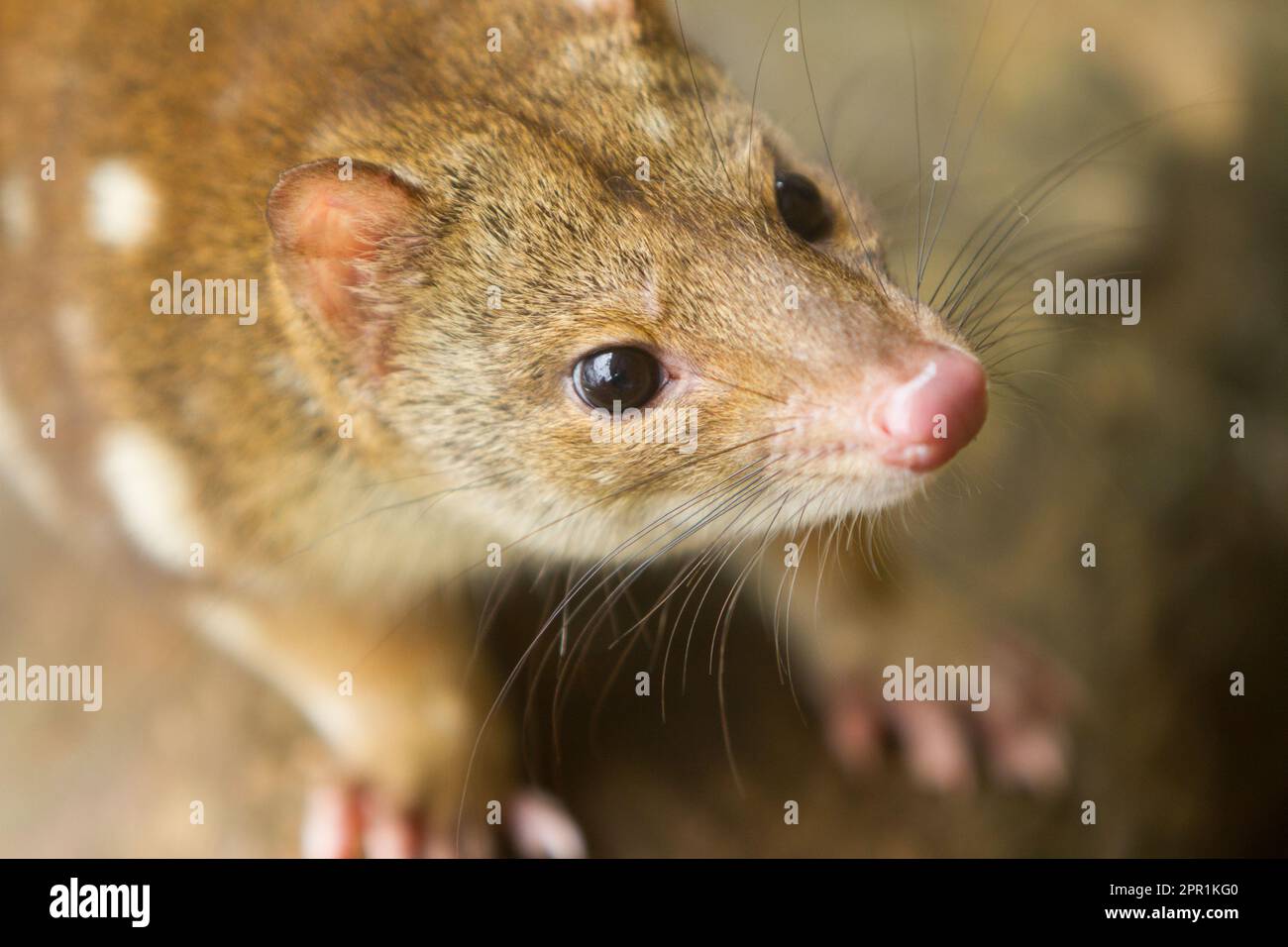 Tiger quoll australia hi-res stock photography and images - Alamy