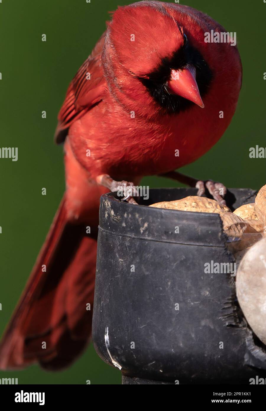 Northern Cardinal on the backyard deck Stock Photo - Alamy