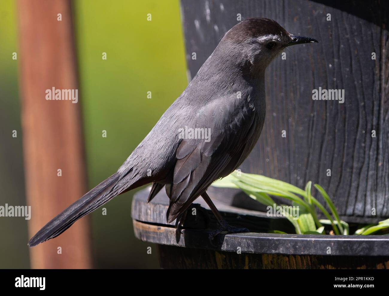 Gray Catbird on the Birdhouse roof Stock Photo - Alamy