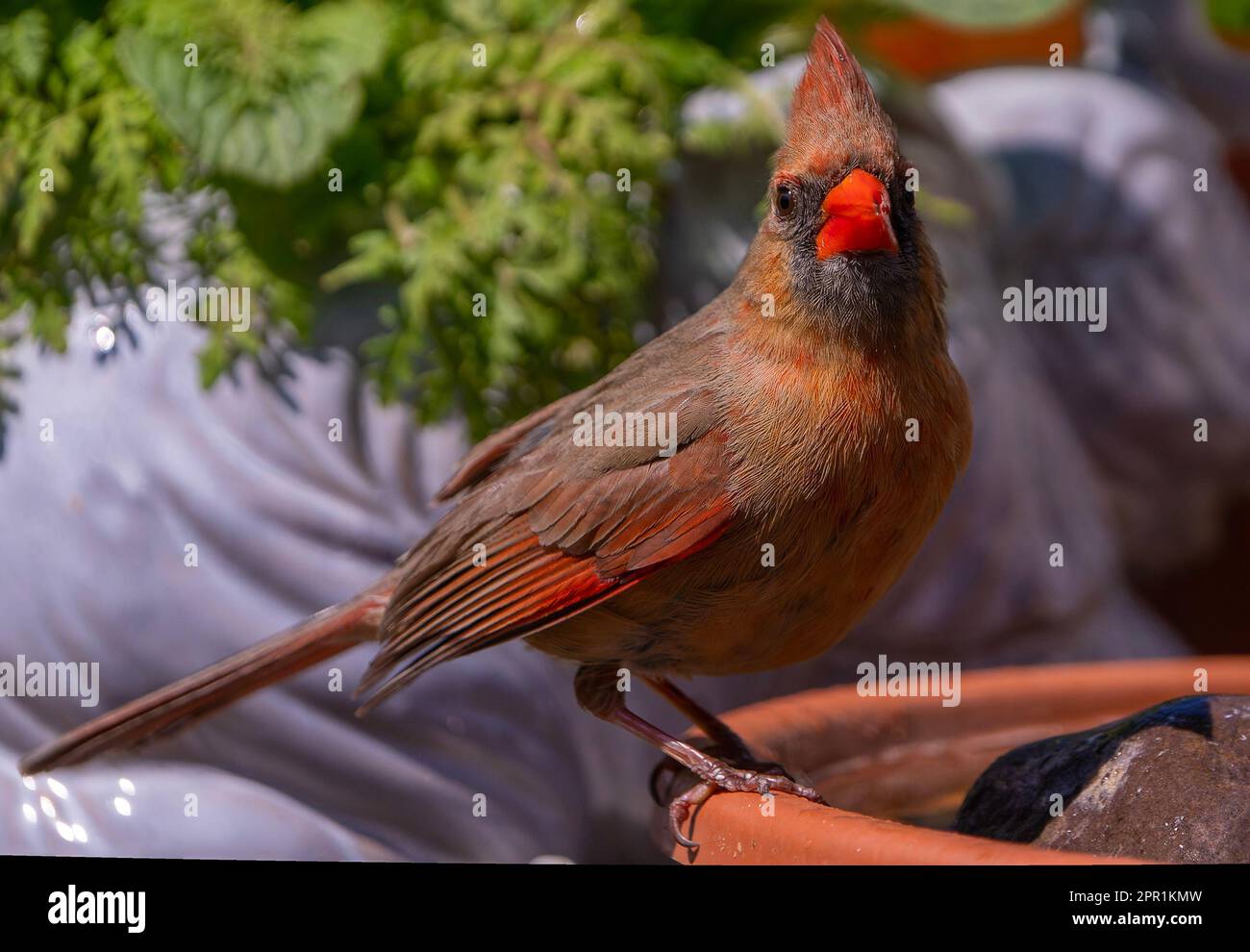 Northern Cardinal on the backyard deck Stock Photo - Alamy