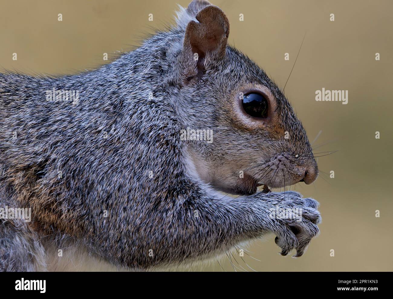 A Squirrel nibbles on bird seed Stock Photo - Alamy