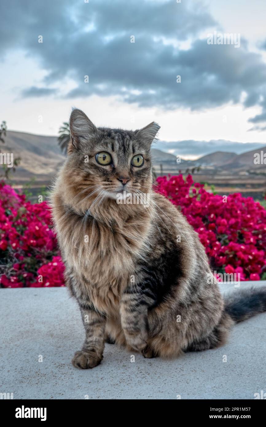 Pretty tabby cat sitting on a white wall with bougainvillea and ...