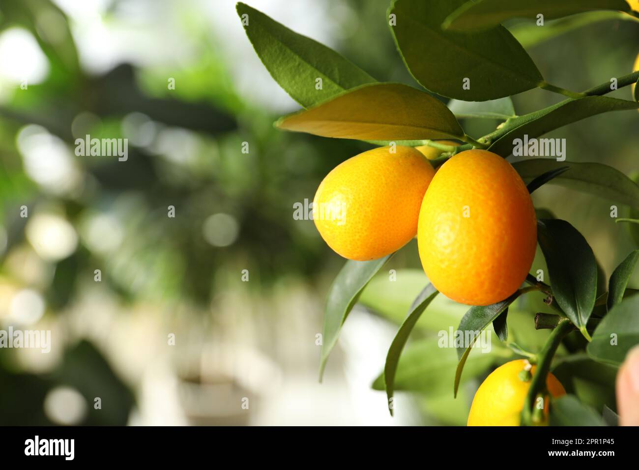 Kumquat tree with ripening fruits outdoors, closeup. Space for text ...