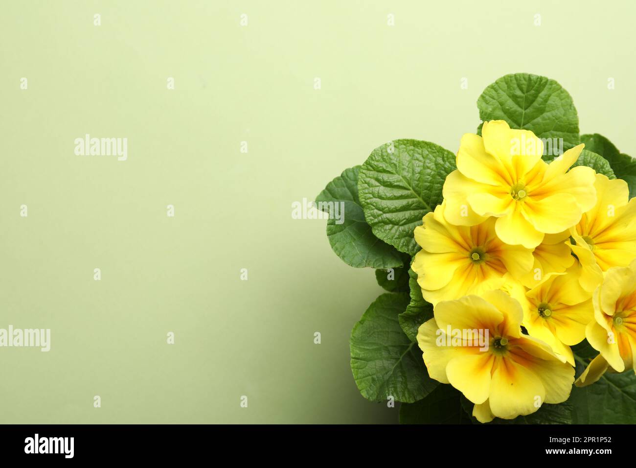 Primrose Primula Vulgaris flowers on green background, top view with ...