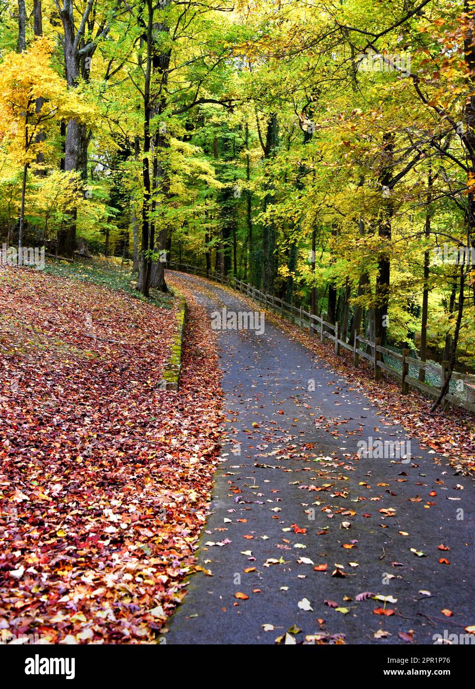 Curving asphalt driveway disapppears into the distance. Fence and Fall ...