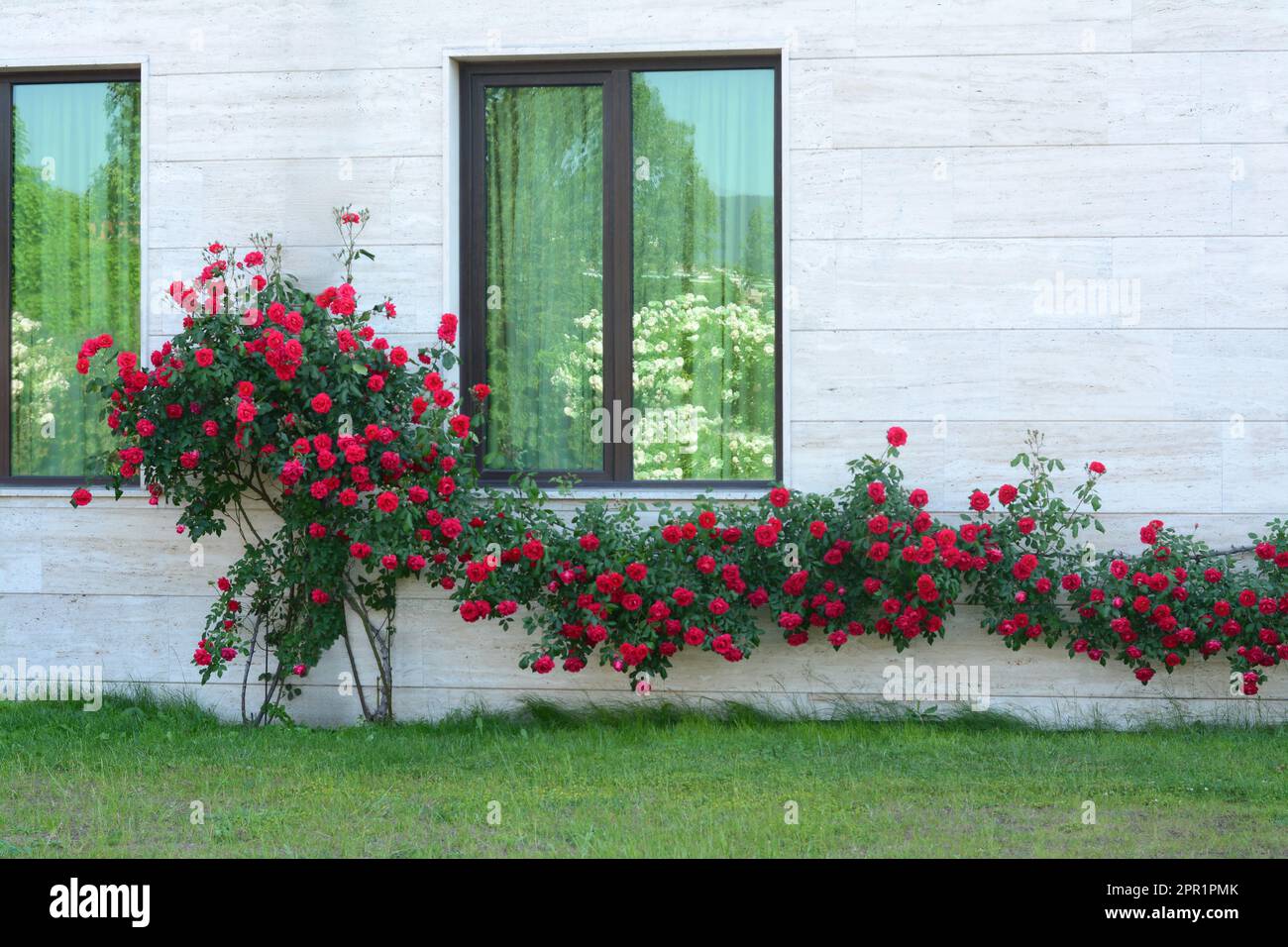 Beautiful blooming rose bush climbing on house wall Stock Photo - Alamy