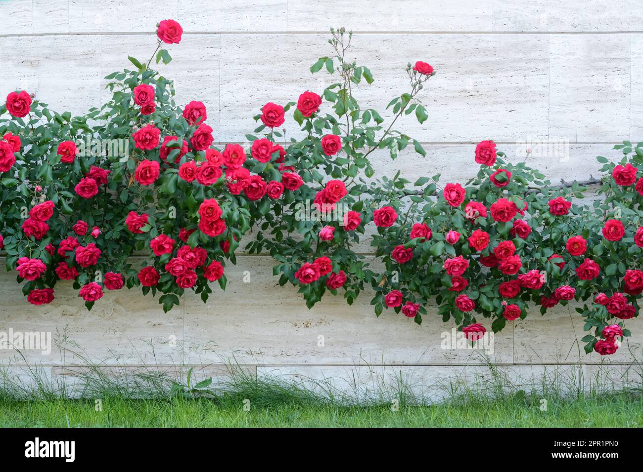 Rose bush on stone wall hi-res stock photography and images - Alamy