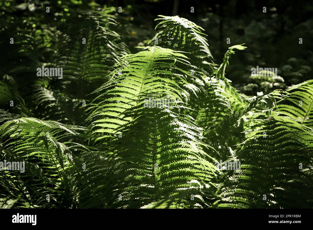 Beautiful fern with lush green leaves growing outdoors Stock Photo - Alamy