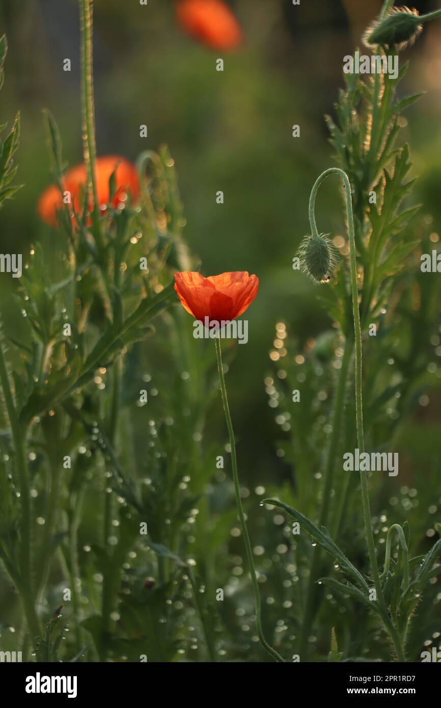 Red poppy plants covered with dew drops outdoors in morning Stock Photo ...