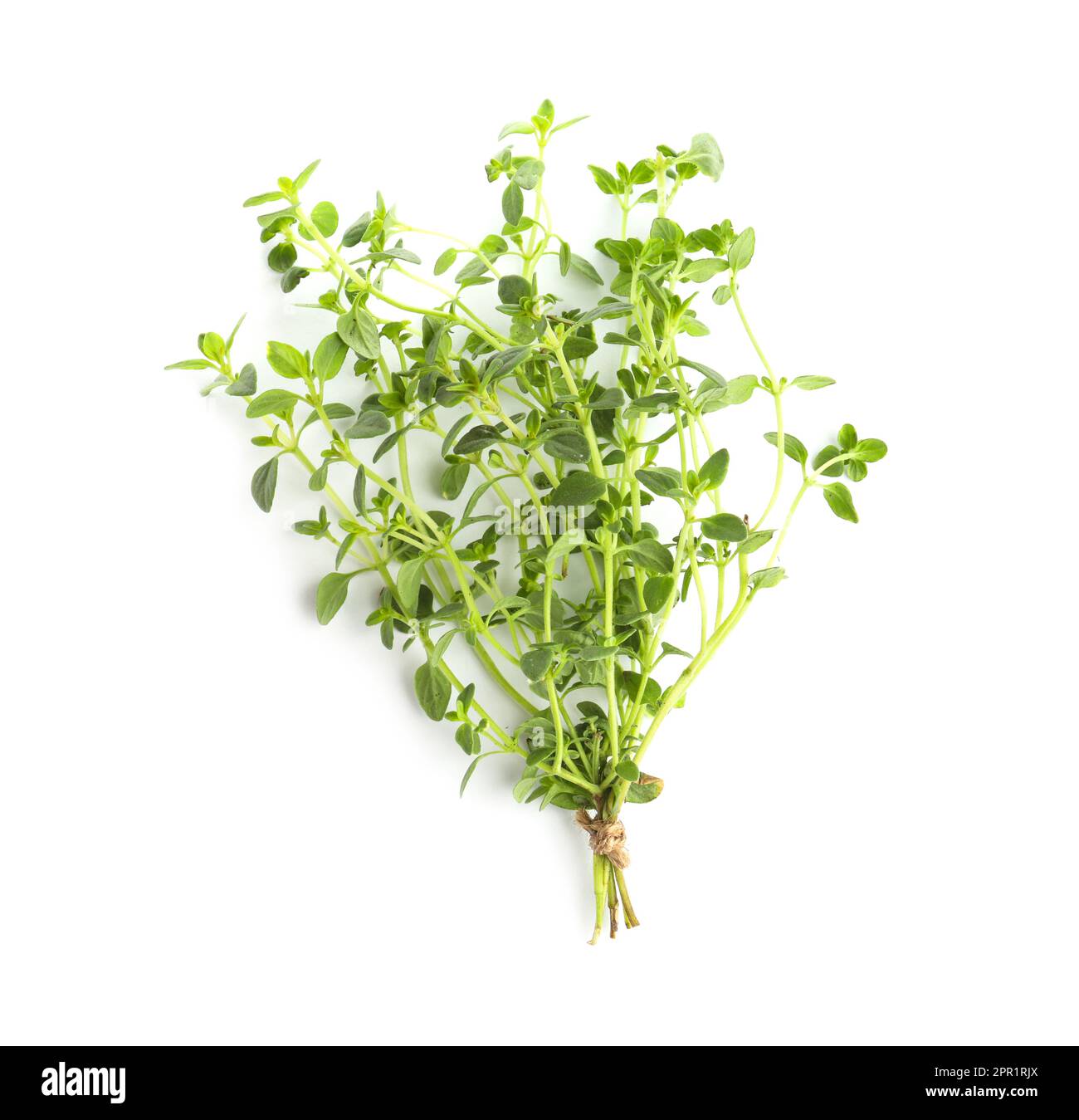 Bunch of fresh marjoram leaves on white background, top view Stock ...
