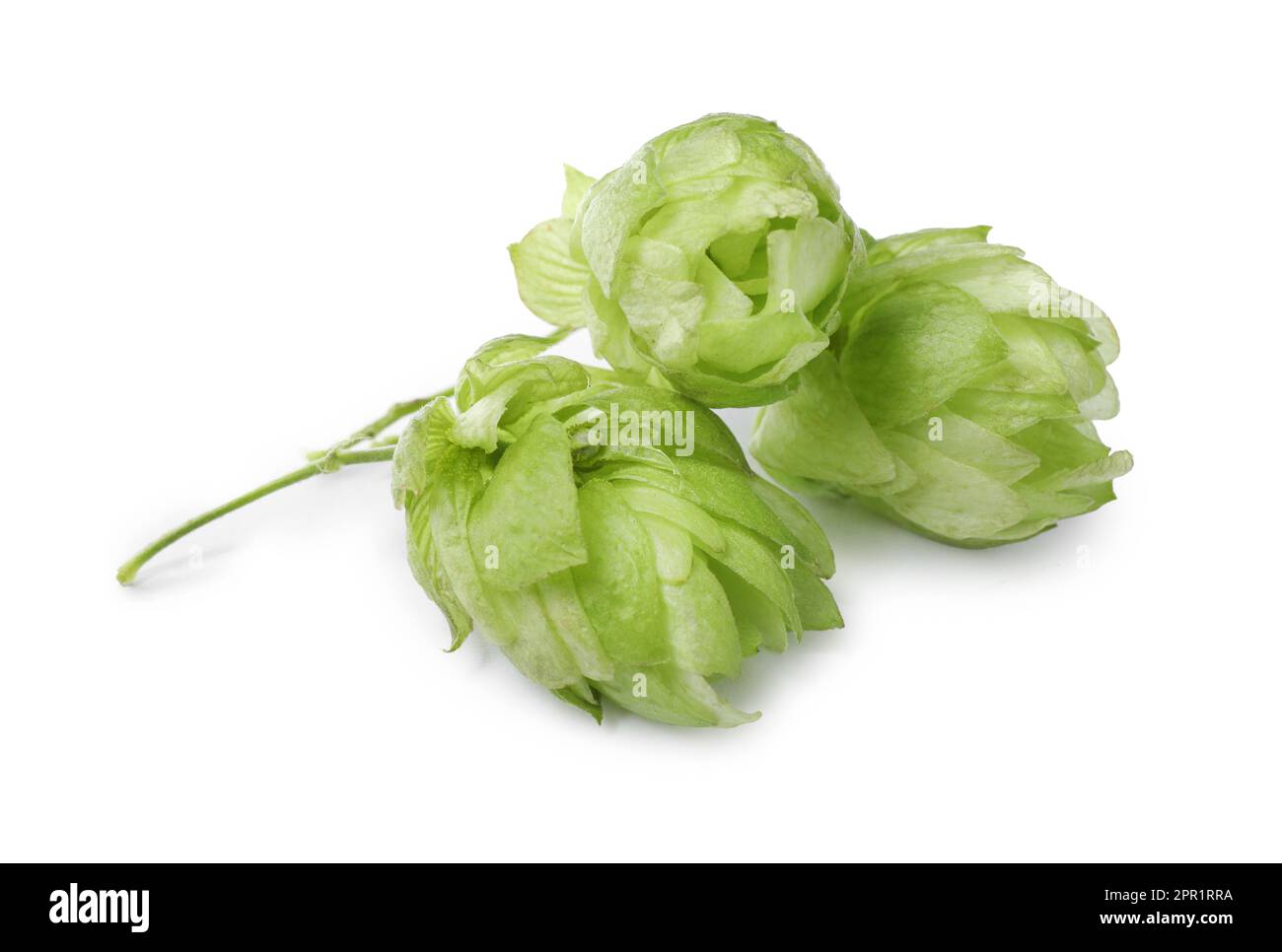 Fresh green hop flowers on white background Stock Photo - Alamy