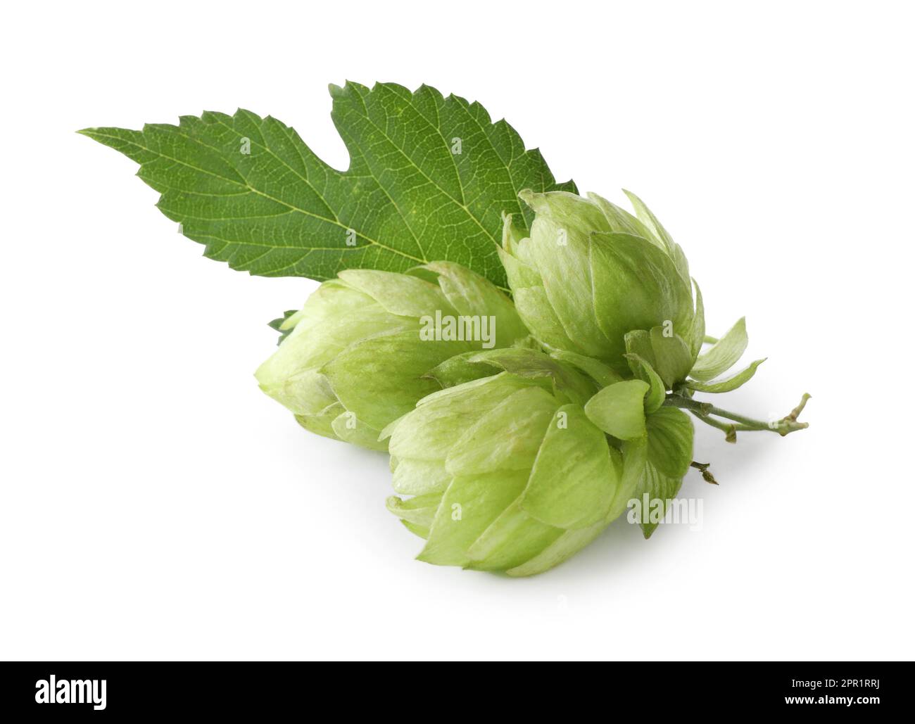 Fresh hop flowers with leaf on white background Stock Photo - Alamy