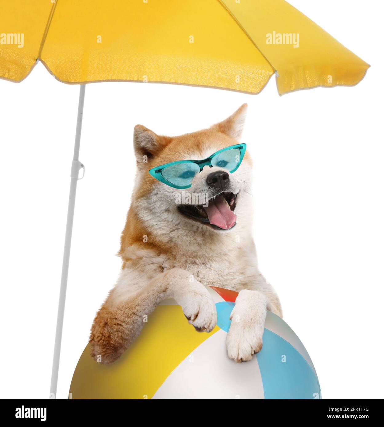 Cute dog in sunglasses under beach umbrella on white background. Summer ...