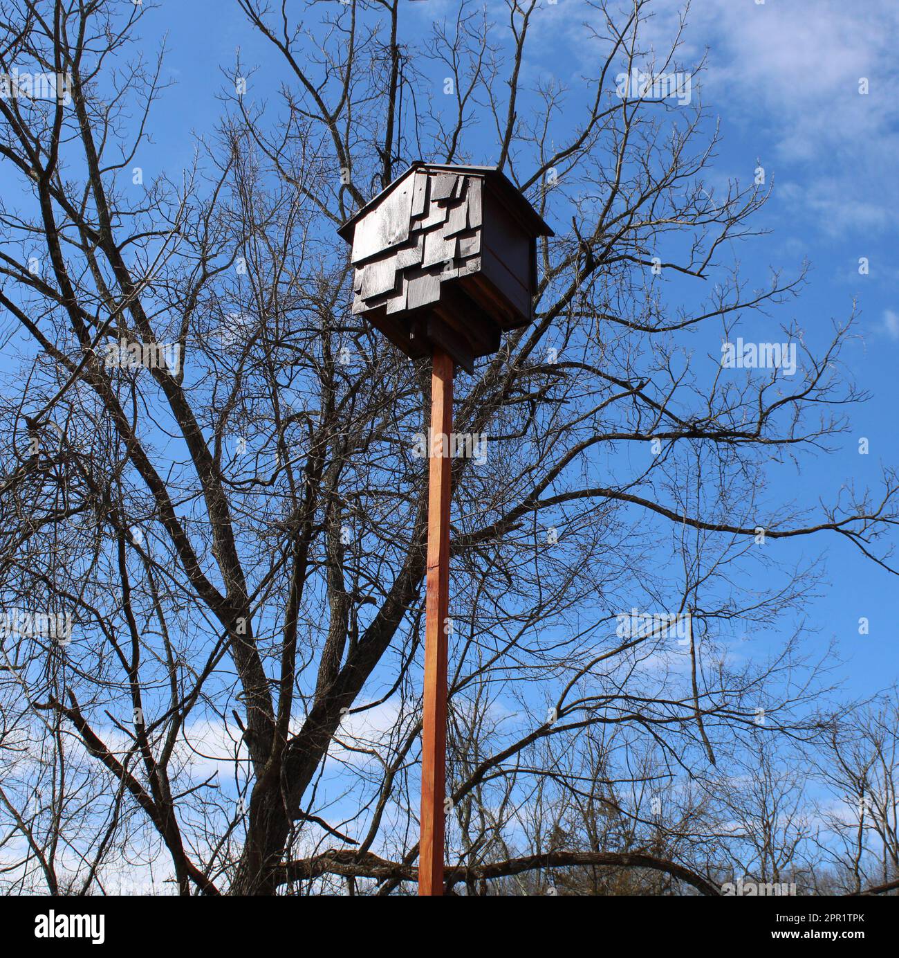 Little brown bats hi-res stock photography and images - Alamy