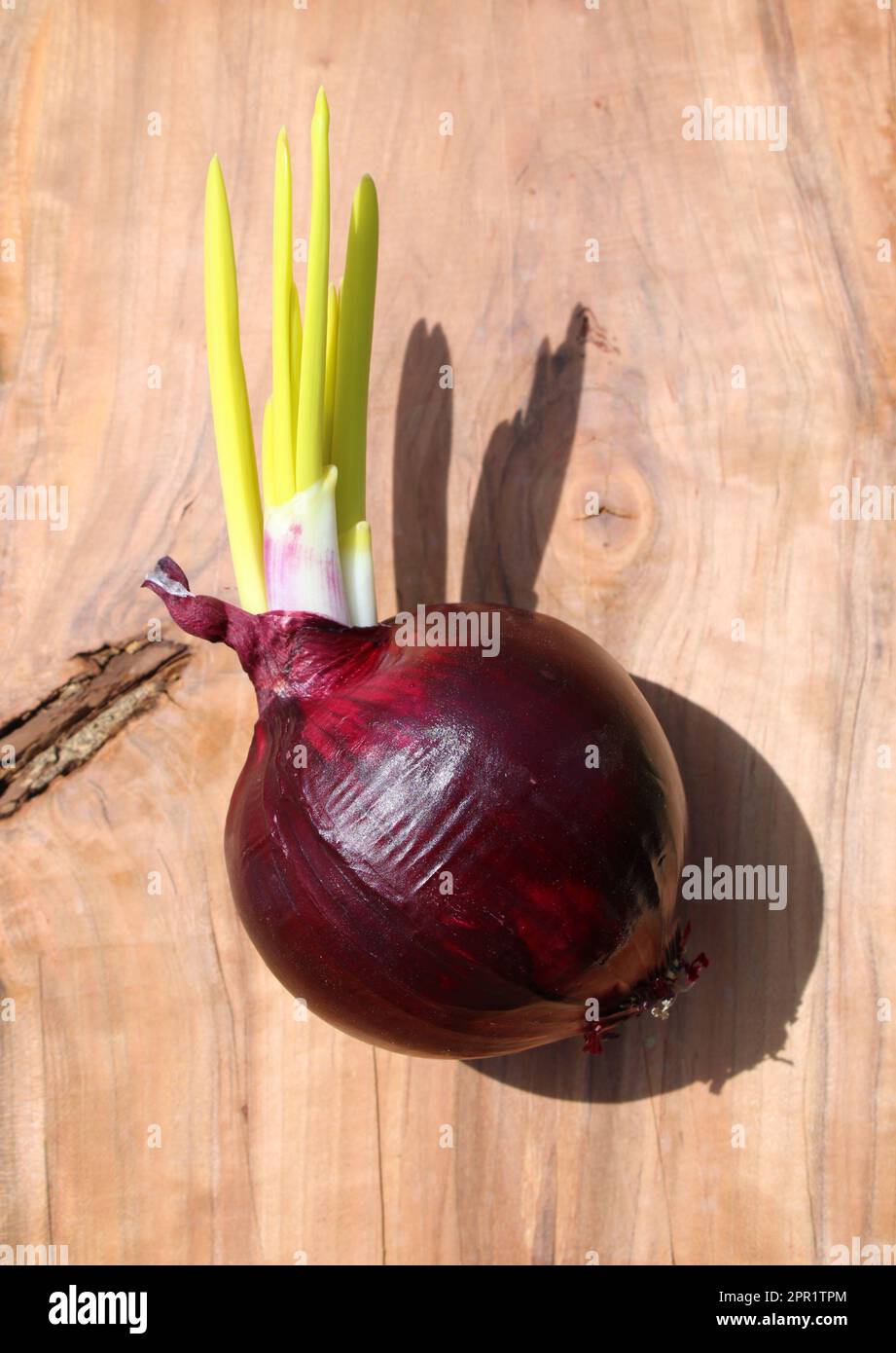 Foliage Sprouting from an Old Red Onion Stock Photo - Alamy