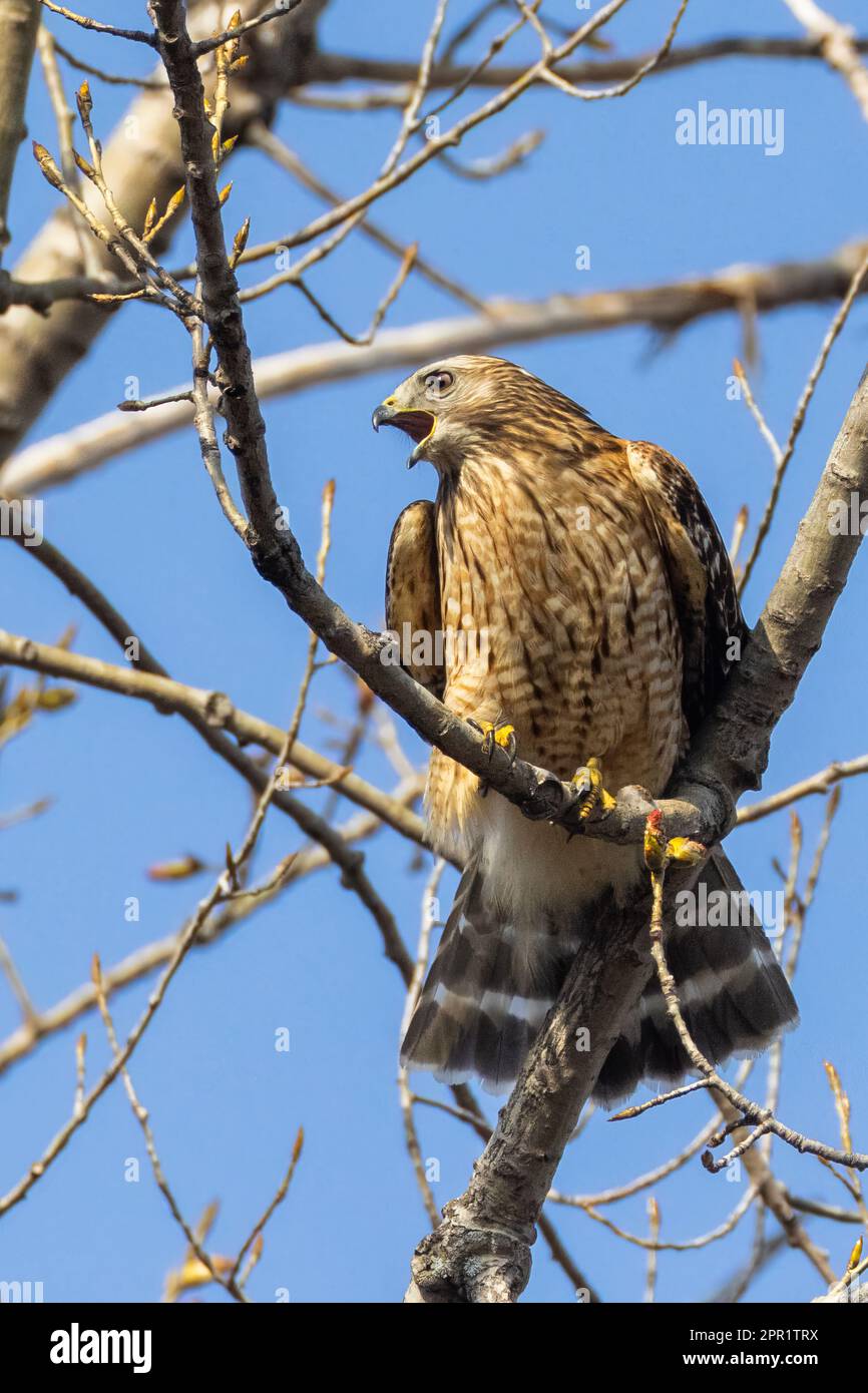 Red-shouldered hawk (Buteo lineatus) in spring Stock Photo - Alamy