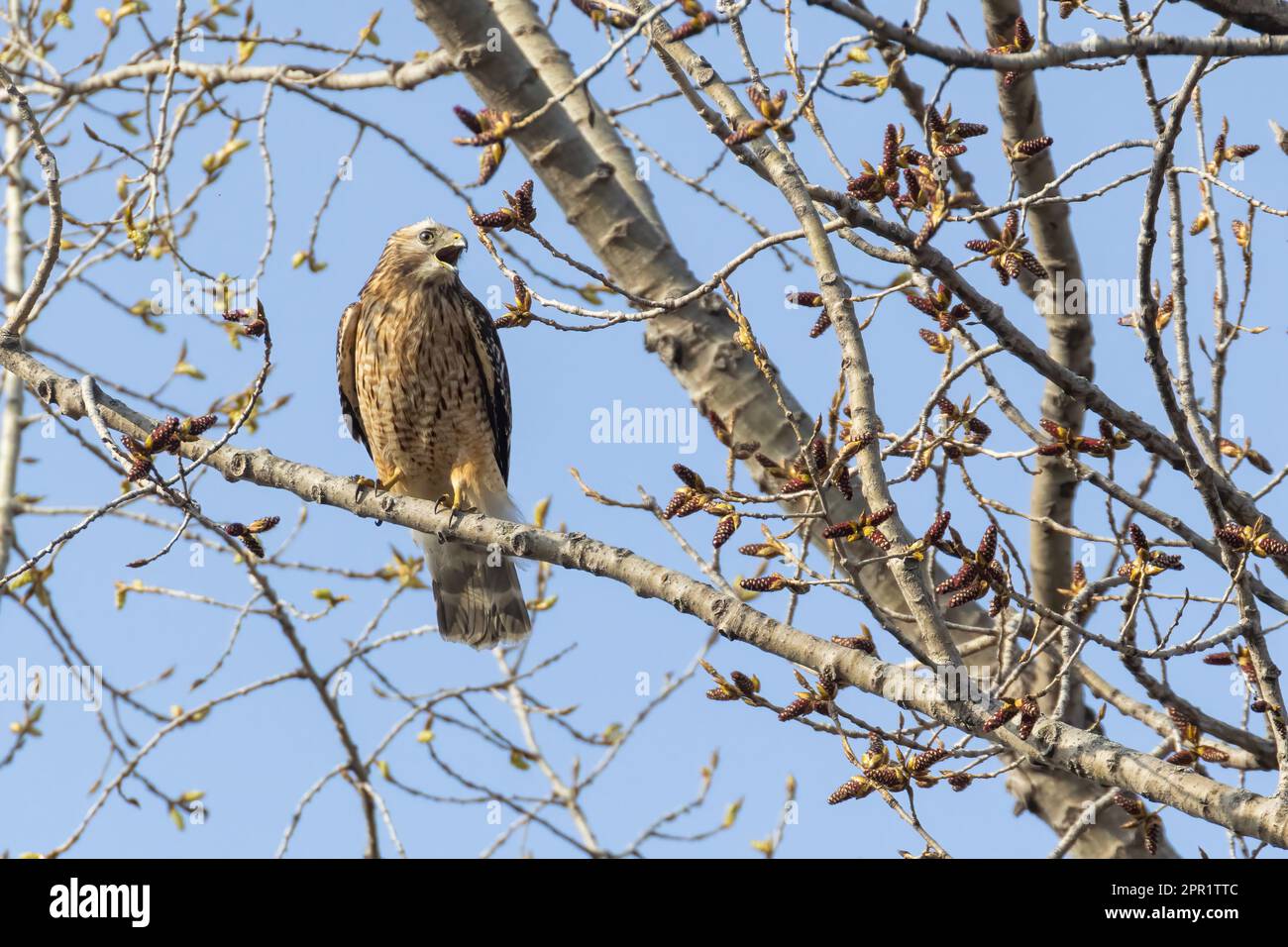 Red shouldered hawk female hi-res stock photography and images - Alamy