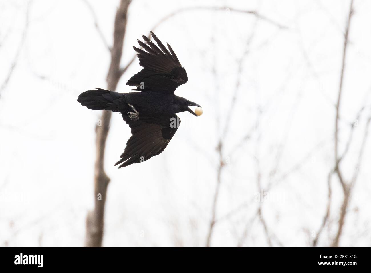 Common raven (Corvus corax) in flight stealing bird egg Stock Photo - Alamy