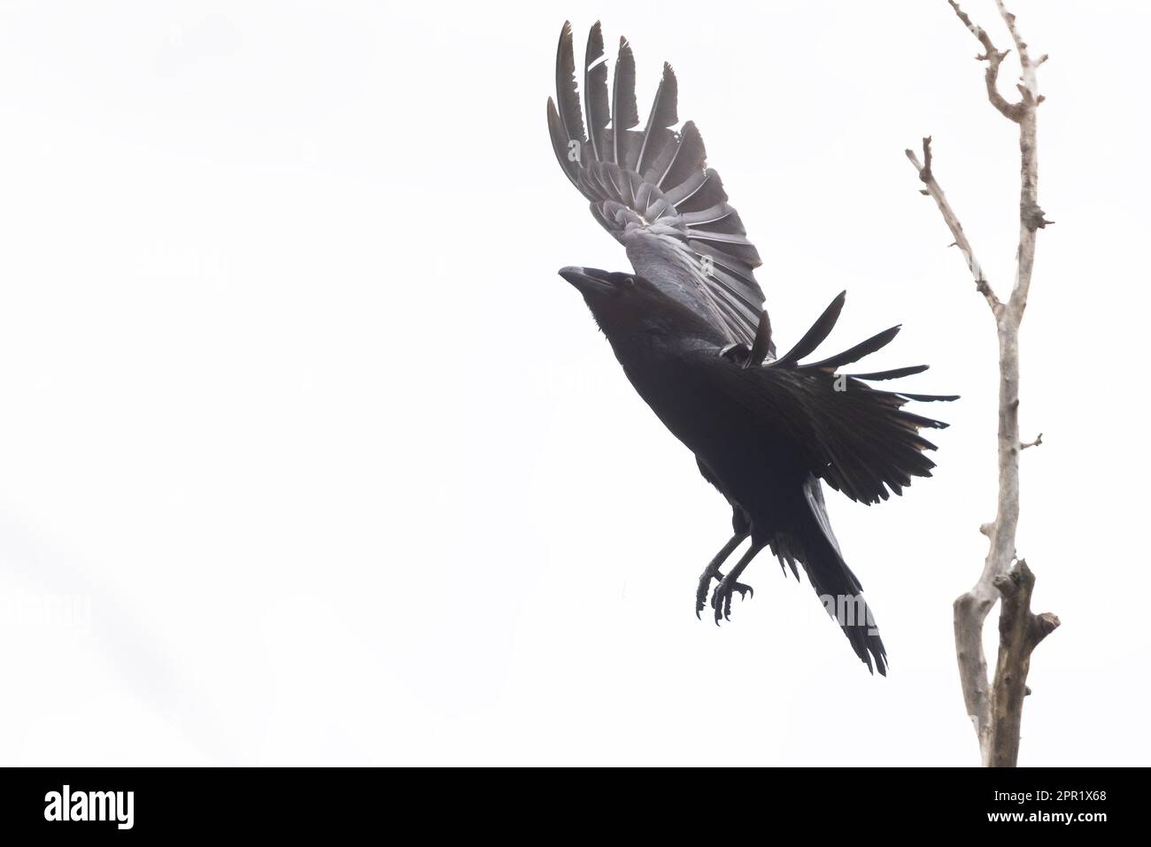 Common raven (Corvus corax) in flight Stock Photo - Alamy