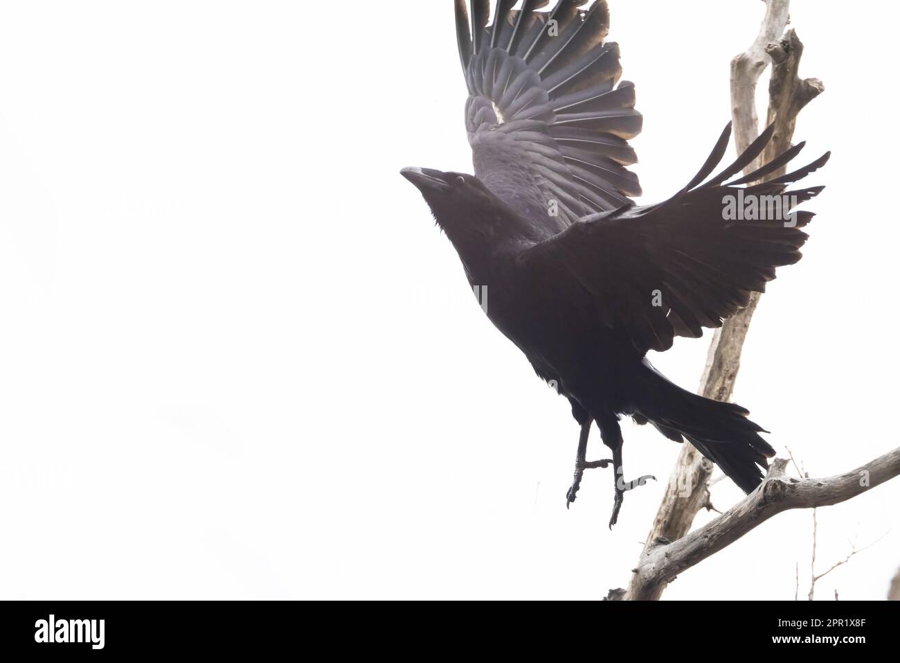 Common raven (Corvus corax) in flight Stock Photo - Alamy