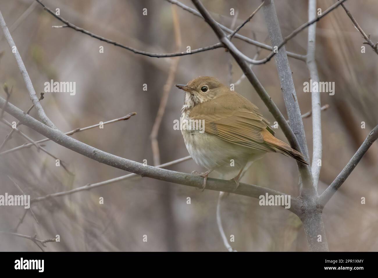 hermit thrush (Catharus guttatus Stock Photo - Alamy